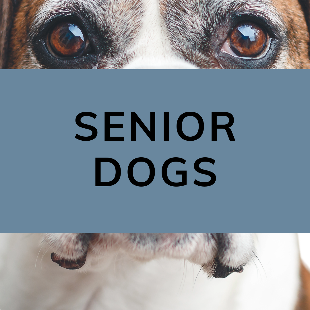 Proflax Senior Dog Wellness Collection - Tailored Support for Golden Years