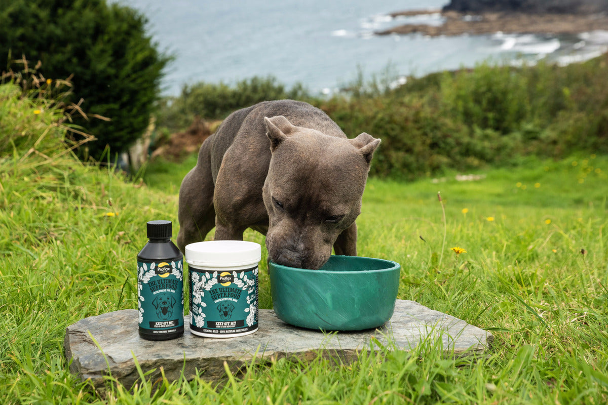 Proflax Keep off Me! - A Natural Approach to Fleas & Ticks in Dogs