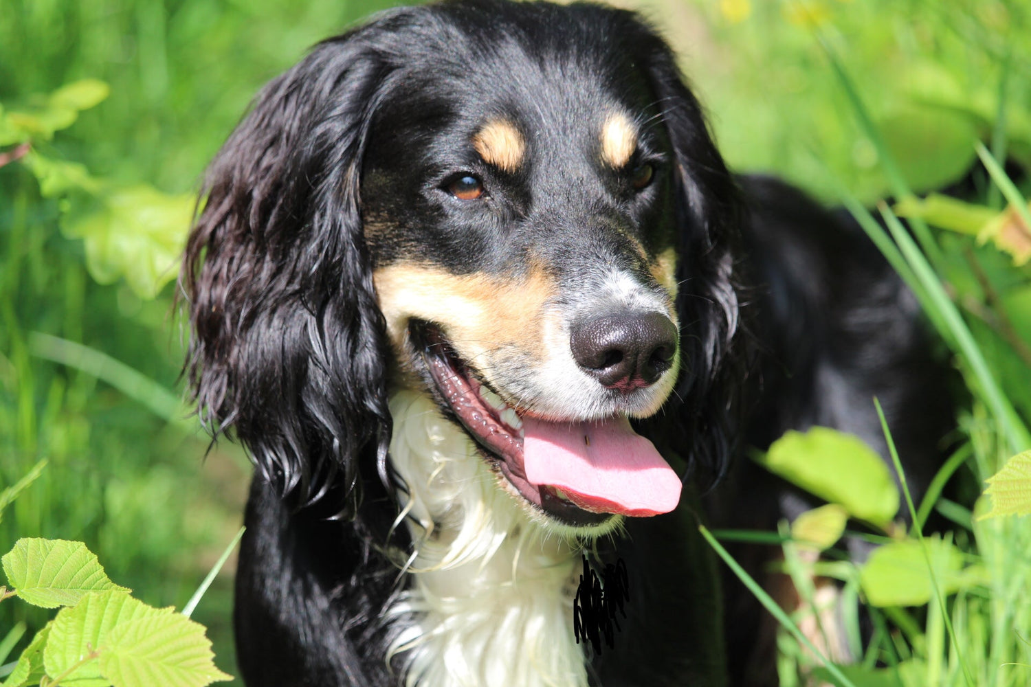 April - Dog of the Month – Proflax