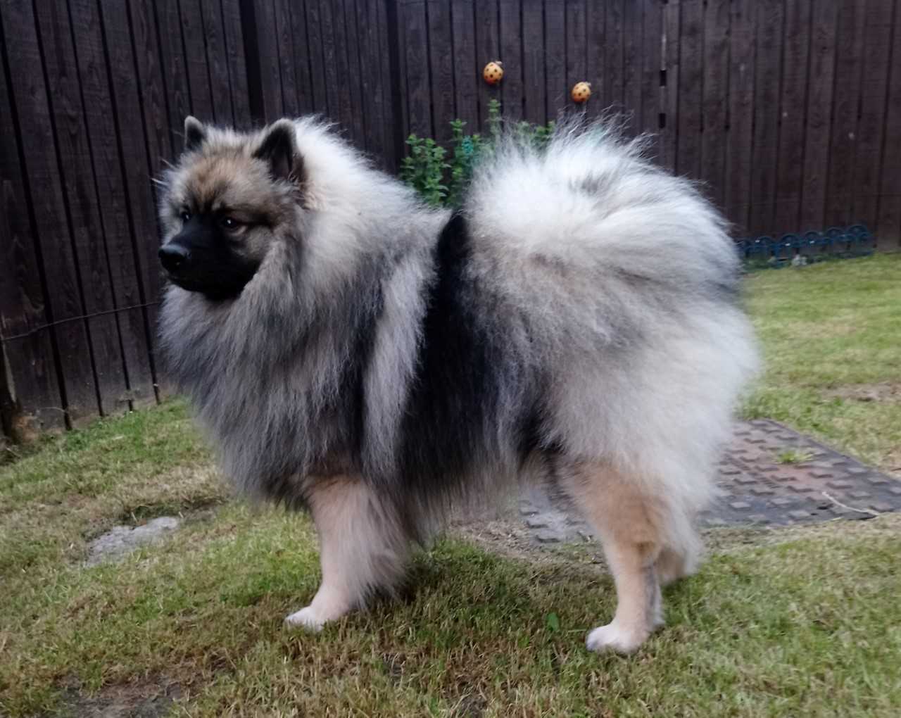 June - Dog of the Month – Proflax