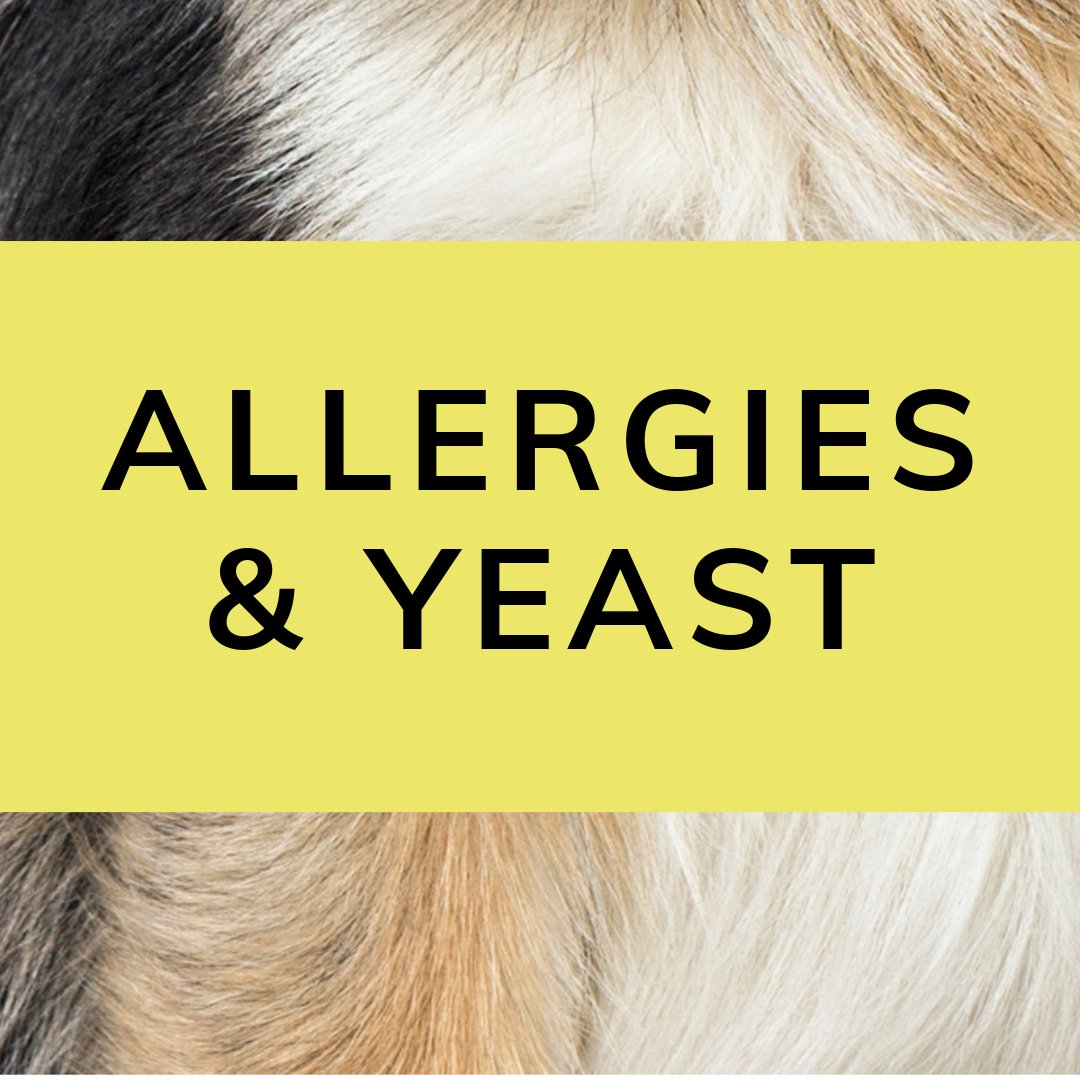 Allergy, Yeast & Detox Supplements for Dogs – Proflax