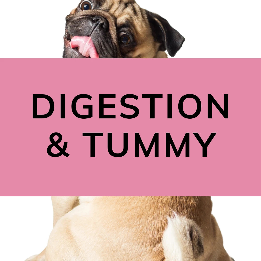 Proflax Gut and Immune Support - Boost Your Pet's Well-Being Naturally