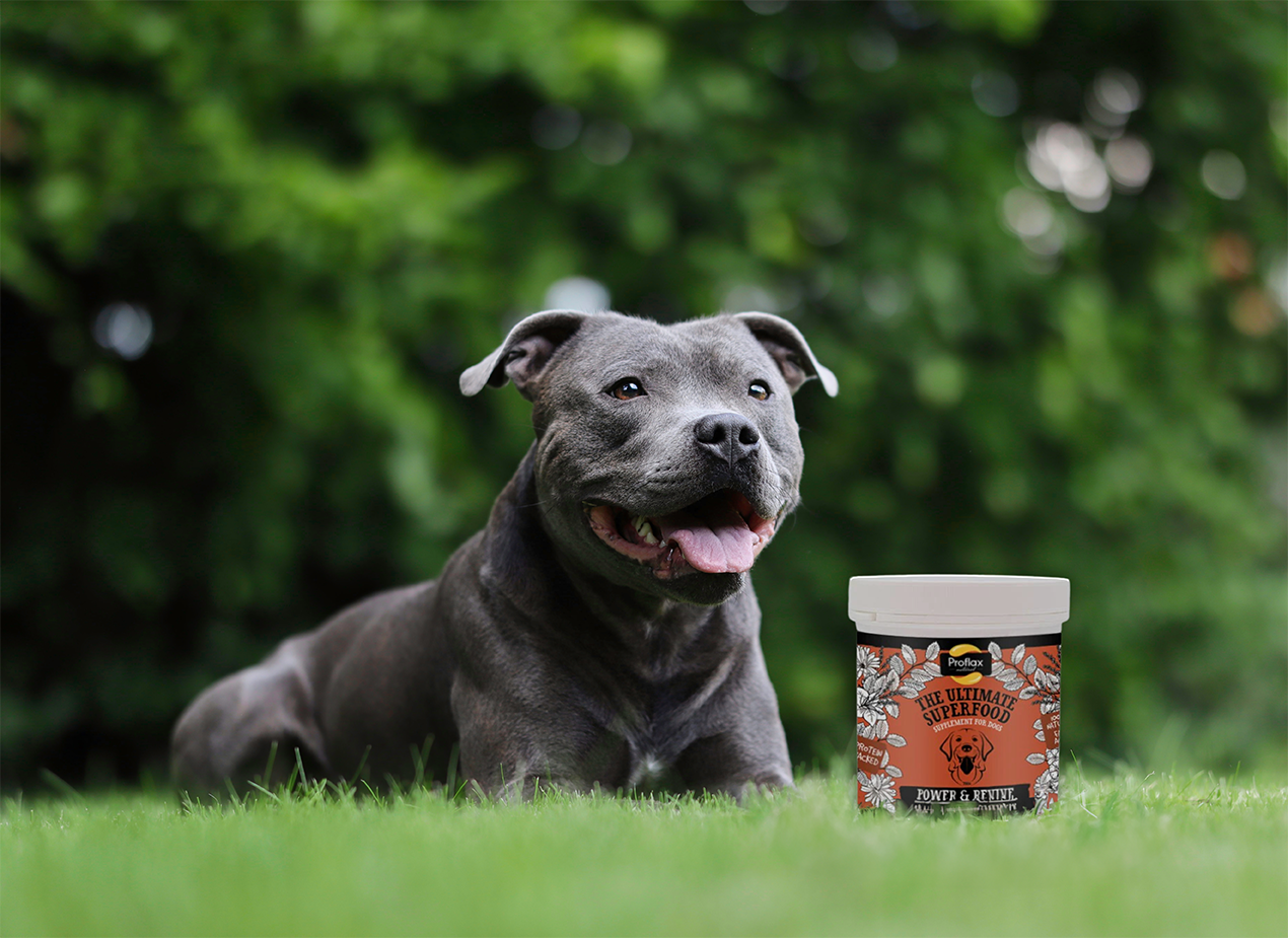Natural Supplements for Dogs | Proflax Natural