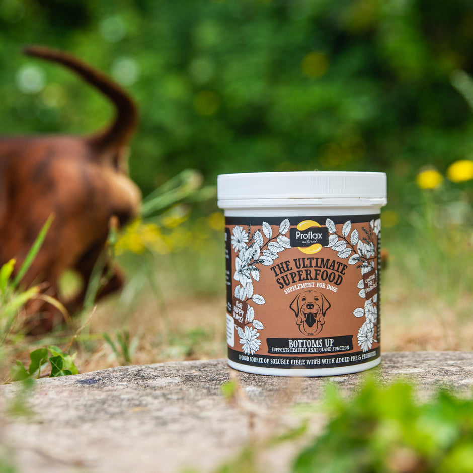 Proflax Gut and Immune Support - Boost Your Pet's Well-Being Naturally