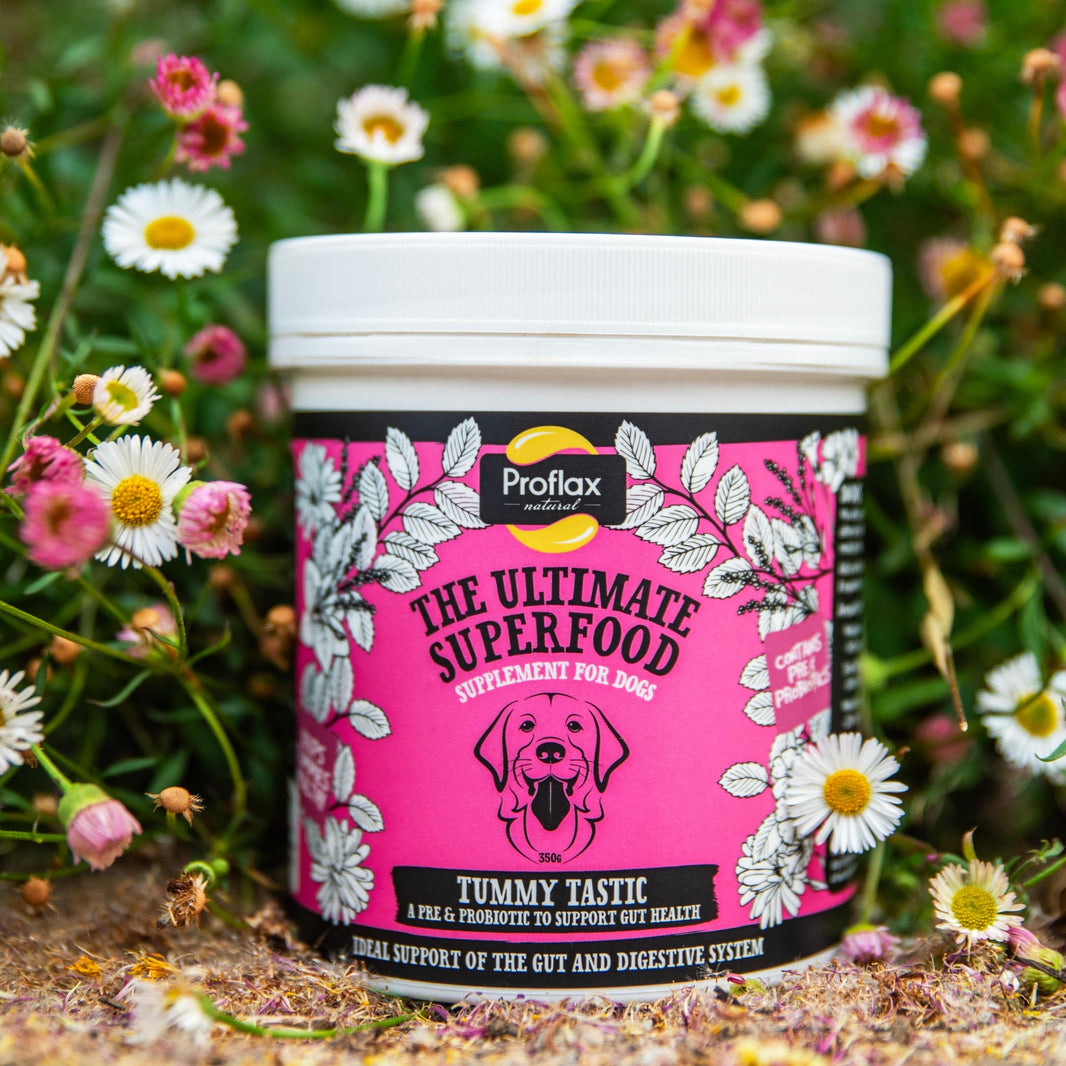 100% Natural Supplements for Dogs – Vet Approved | Proflax UK