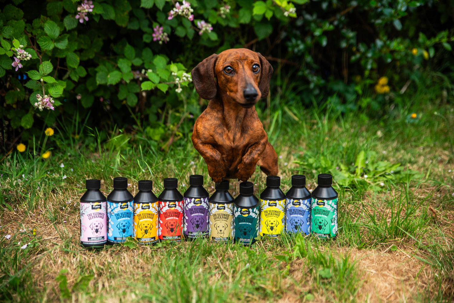 Our Story | Proflax Natural Superfood Supplement Range For Dogs & Cats