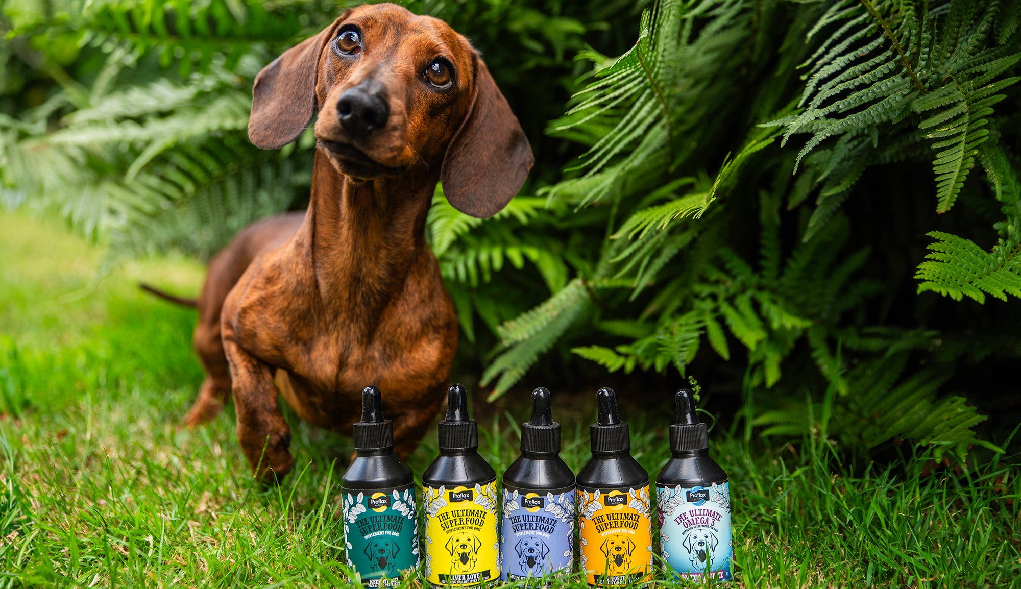 Natural Supplements for Dogs | Proflax Natural