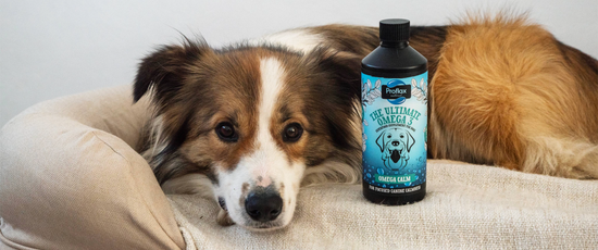 100% Natural Supplements for Dogs – Vet Approved | Proflax UK