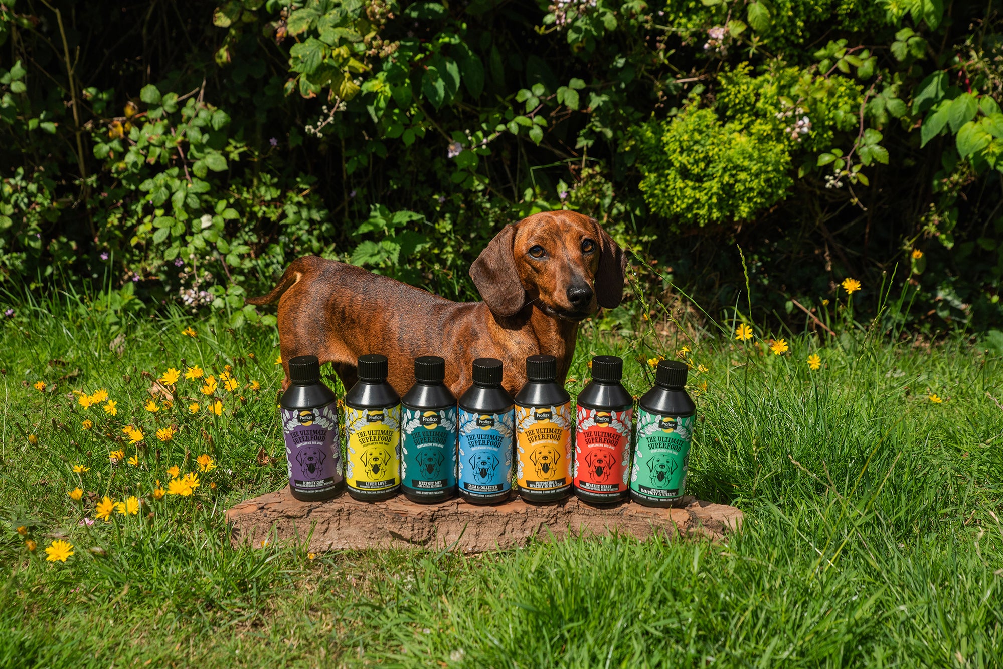 Find Your Nearest Stockist | Proflax 100% Natural Holistic Oil & Herbal ...